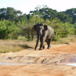 Ella to Yala Safari Tour & Drop-Off (Tangalle / Mirissa / Galle) - Who Will Love This Tour?