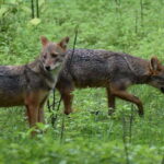 Ella: Transfer to Mirissa/Galle/Hikkaduwa & Udawalawe Safari - The Cost and Value