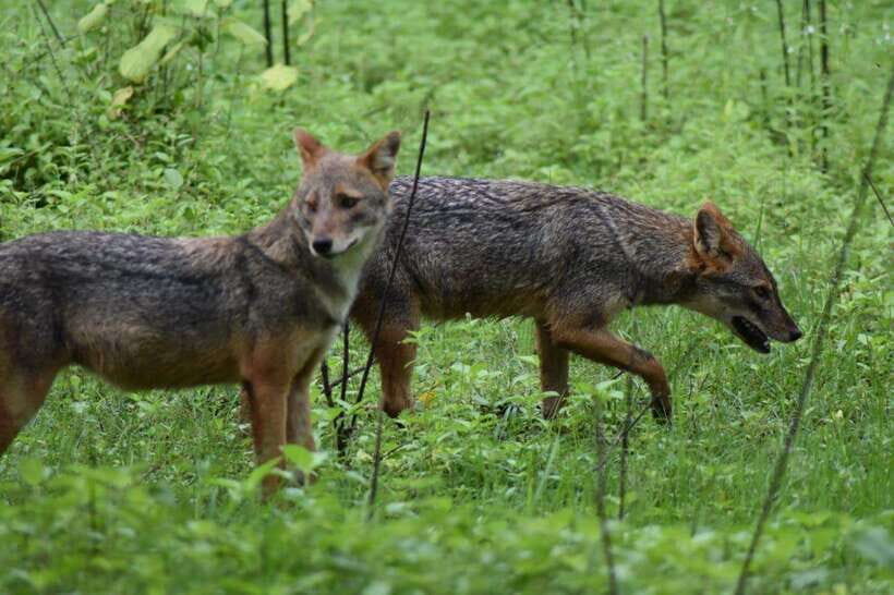 Ella: Transfer to Mirissa/Galle/Hikkaduwa & Udawalawe Safari - The Cost and Value