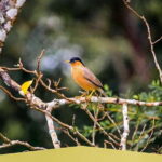 Endemic and Migrating Birdwatching Tour (15 Days) - The Experience and Why It Stands Out