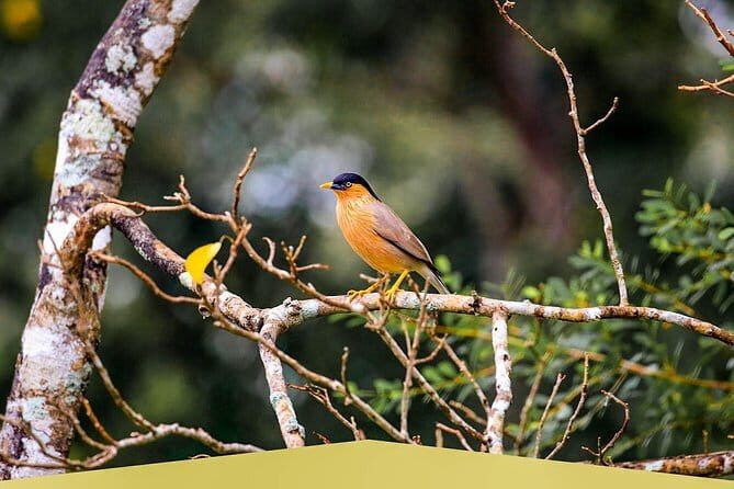 Endemic and Migrating Birdwatching Tour (15 Days) - The Experience and Why It Stands Out