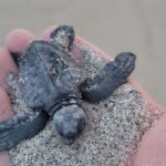 Enjoy Puerto Escondido with Beach and Nature from Oaxaca - What’s Included & What’s Not