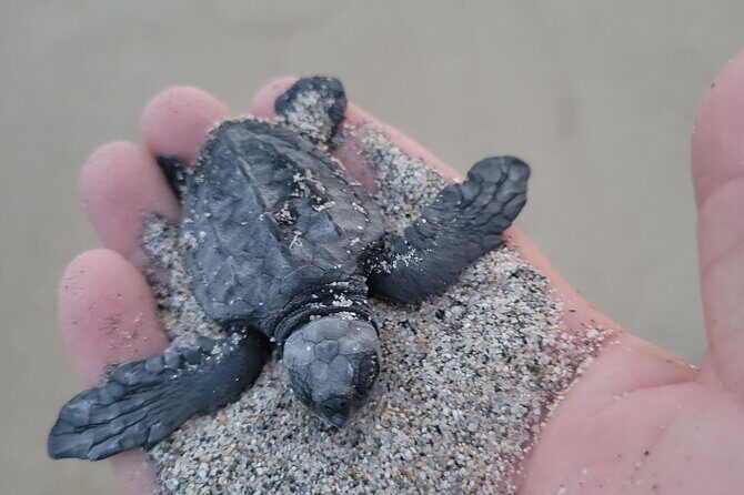 Enjoy Puerto Escondido with Beach and Nature from Oaxaca - What’s Included & What’s Not