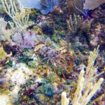 Entry Level PADI Course Discovery Scuba Dive - Itinerary Breakdown: Exploring Puerto Aventuras and Beyond