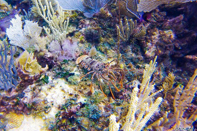 Entry Level PADI Course Discovery Scuba Dive - Itinerary Breakdown: Exploring Puerto Aventuras and Beyond