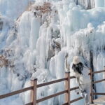 Eobi Ice Valley, Nami Island and Petite France tour in Seoul - The Highlights of the Itinerary