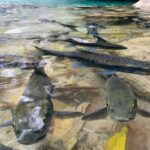 Erawan Waterfall and River Kwai Bridge Day Tour from Bangkok - Who Is This Tour Best For?