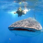 Espíritu Santo Island: snorkel SEA LIONS and Balandra Small Group - Who Is This Tour Best For?