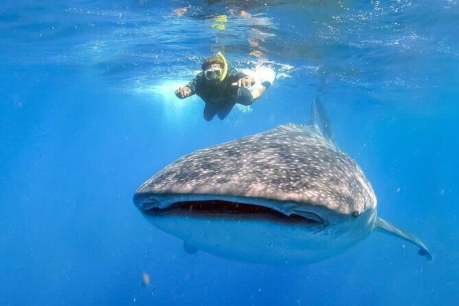 Espíritu Santo Island: snorkel SEA LIONS and Balandra Small Group - Who Is This Tour Best For?