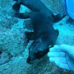 Espíritu Santo Private Scuba Tour - Whats Included and Whats Not
