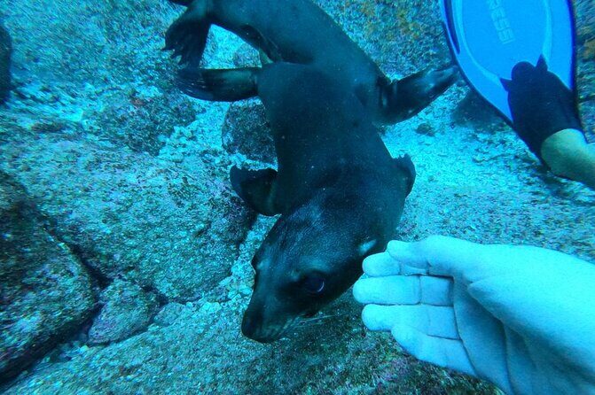 Espíritu Santo Private Scuba Tour - Whats Included and Whats Not