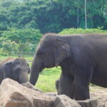 Essential Sri Lanka: A 9-Day Blend of Culture & Nature - Who Is This Tour Best Suited For?