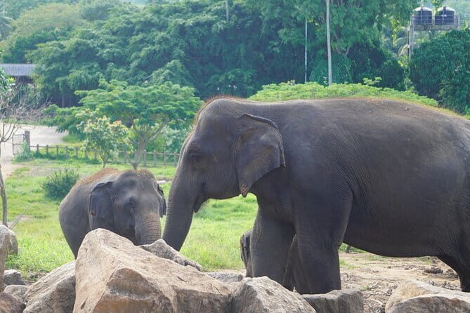 Essential Sri Lanka: A 9-Day Blend of Culture & Nature - Who Is This Tour Best Suited For?