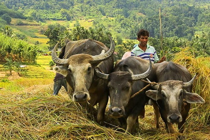 Etili Village Tour from Ella - Why This Tour Stands Out