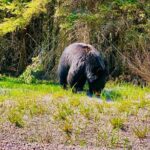 Evening Private Tour Best of Banff Wildlife - Who Will Love This Tour?