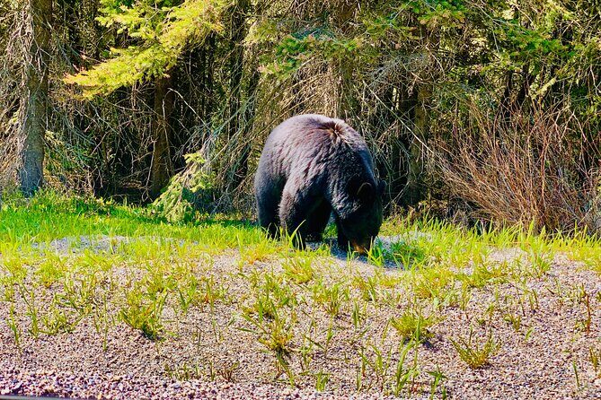 Evening Private Tour Best of Banff Wildlife - Who Will Love This Tour?