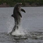 Everglades Manatee, Dolphin and Birding Boat Tour (2 hours) - Final Thoughts: Is It Worth It?