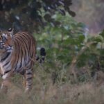 Exclusive Bandhavgarh Tiger Safari - The Sum Up: Is it worth it?