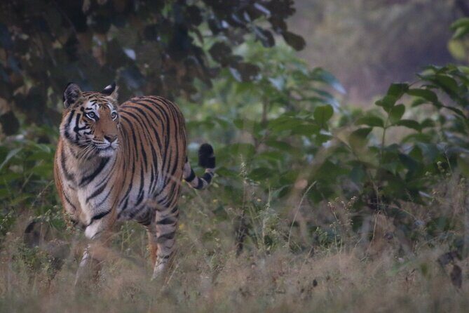 Exclusive Bandhavgarh Tiger Safari - The Sum Up: Is it worth it?