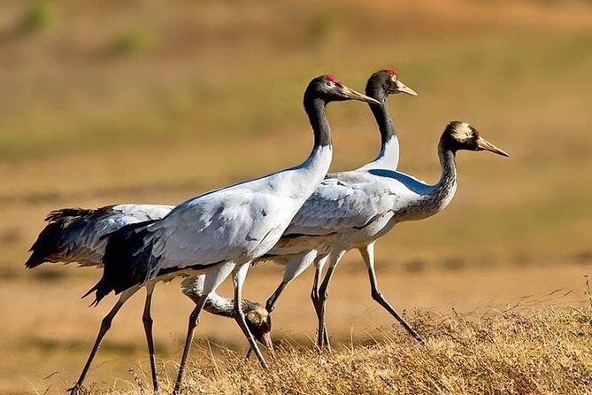 Exclusive Bhutan Tour - Who Is This Tour Best For?