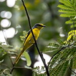 Exclusive Bird watching Private Tour With Accomodation - Who Should Book This Tour?