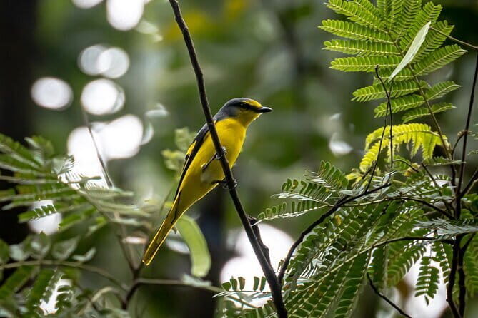 Exclusive Bird watching Private Tour With Accomodation - Who Should Book This Tour?