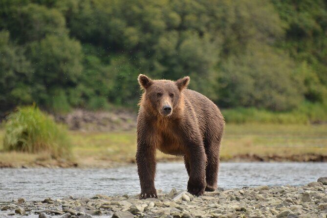 Exclusive Locations Private Bear Viewing - Transportation and Duration: Making the Most of Your Day