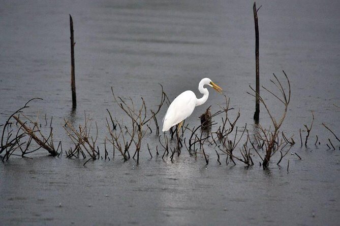 Exclusive : Muthurajawela Bird Watching Tour - The Experience’s Strengths