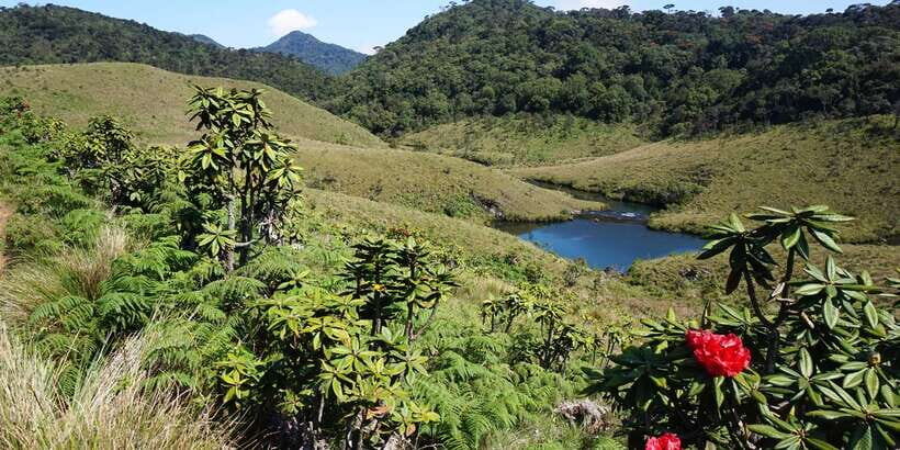 Exclusive Nuawara Eliya: Horton Plains and Tea Factory Tour - What Travelers Say