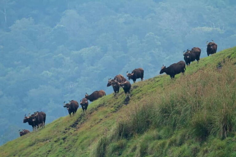 Exclusive Periyar Wildlife with Elephant Bath Tour (03 Days) - Key Points