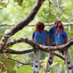 Exclusive Rainforest Tour Capped with a Refreshing Waterfall Dip - Practical Details and What to Expect
