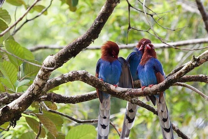 Exclusive Rainforest Tour Capped with a Refreshing Waterfall Dip - Practical Details and What to Expect