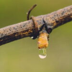 Exclusive Tuscan Pinot Noir, Land of Medici Family - The Practicalities and What They Mean for You