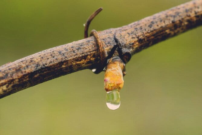 Exclusive Tuscan Pinot Noir, Land of Medici Family - The Practicalities and What They Mean for You