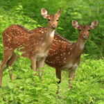 Exclusive : Yala National Park Afternoon Expedition - In-Depth Review of the Experience