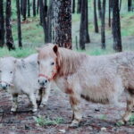 Excursion Da Lat Zoo Doo Tour - Authentic Traveler Insights