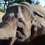 Experience Elephant Sanctuary + Sticky Waterfall - Exploring the Experience in Detail