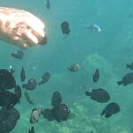 Experience Snorkeling in Sanur - Pricing and Value