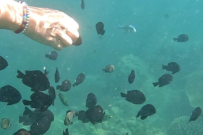 Experience Snorkeling in Sanur - Pricing and Value