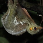 Explore a Rainforest teeming with Wildlife at Night! - Final Thoughts: Is This Tour Worth It?