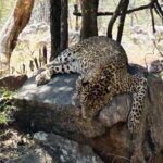 Explore Bangalores Wild Side  A Memorable Bannerghatta Safari! - Final Thoughts