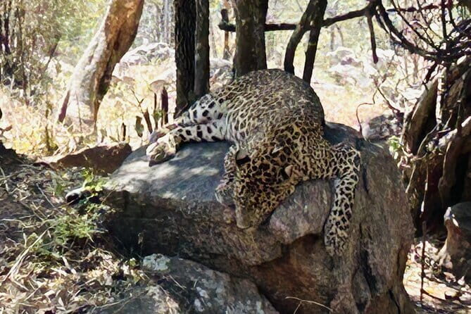 Explore Bangalores Wild Side A Memorable Bannerghatta Safari! - Final Thoughts