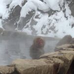 Explore Jigokudani Snow Monkey Park with a Local Guide - The Value of This Experience