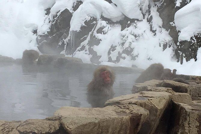 Explore Jigokudani Snow Monkey Park with a Local Guide - The Value of This Experience