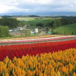 Explore Lake Shikotsu Ice Festival (night tour) - Practical Details: What You Need to Know