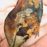 Explore Singharaja Forest Reserve (mirissa/weligama & Galle) - What Travelers Say: Real Experiences and Highlights