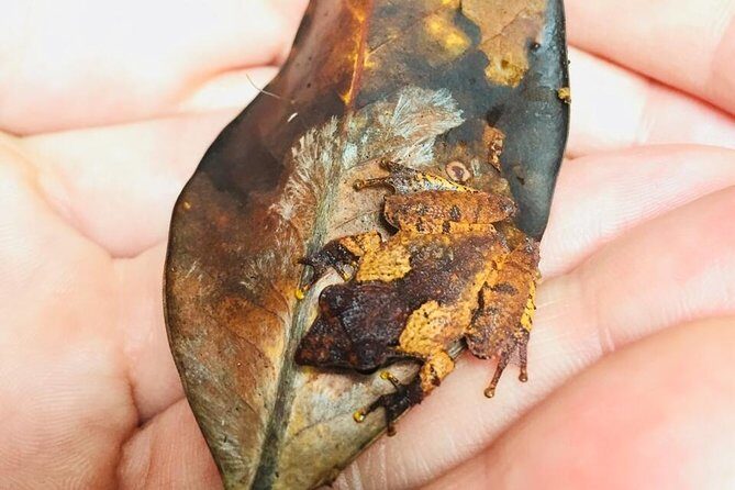 Explore Singharaja Forest Reserve (mirissa/weligama & Galle) - What Travelers Say: Real Experiences and Highlights