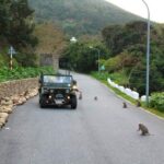 Explore Son Tra Peninsula by US Army Jeep - Value and Practical Considerations