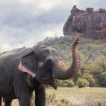 Explore the Ancient City of Dambulla and Sigiriya From Negombo. - Why This Tour Offers Great Value