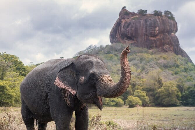 Explore the Ancient City of Dambulla and Sigiriya From Negombo. - Why This Tour Offers Great Value